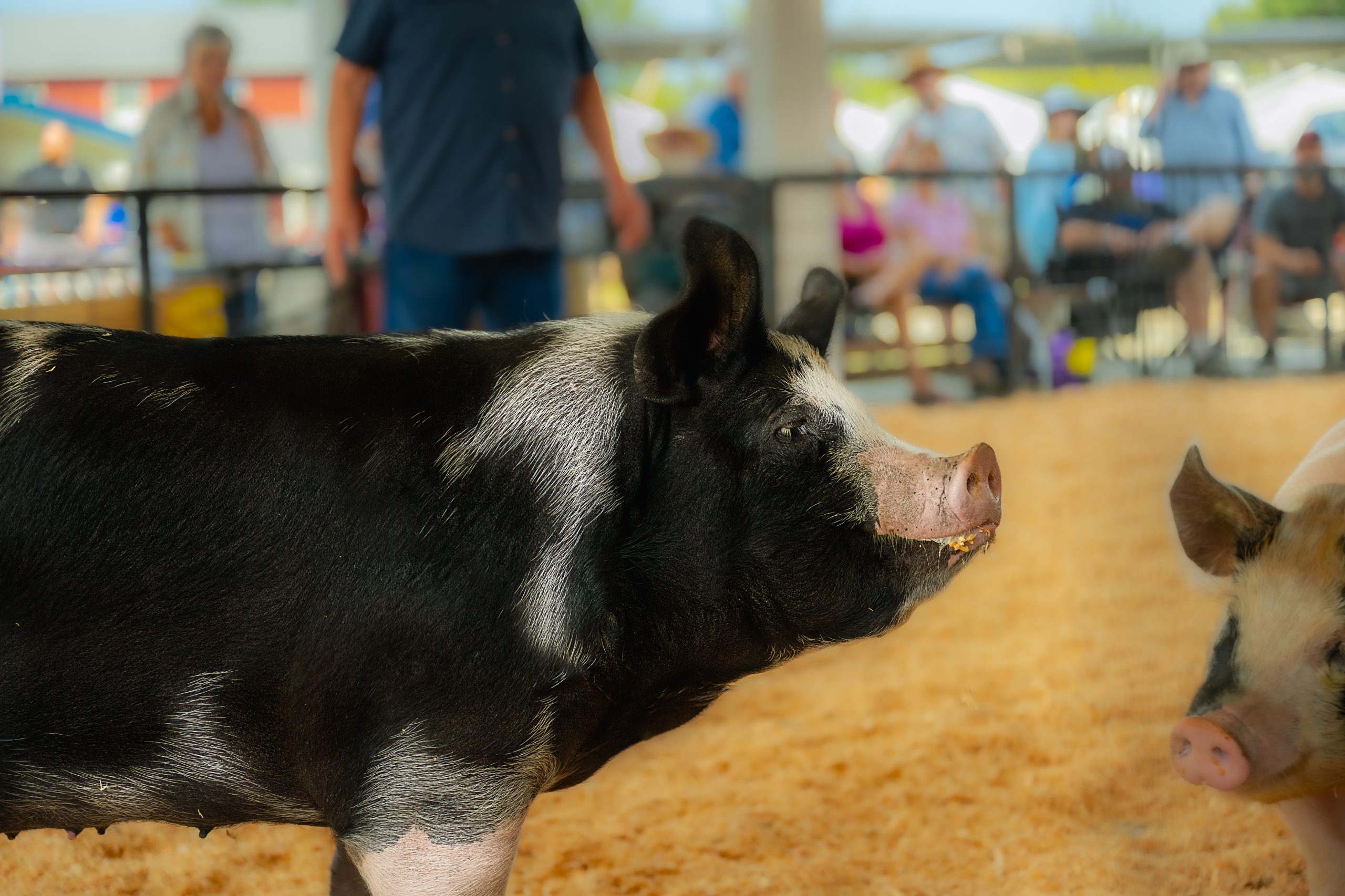 Behind the Scenes at the Hunt County Fair Auction - Celebrate Media Group